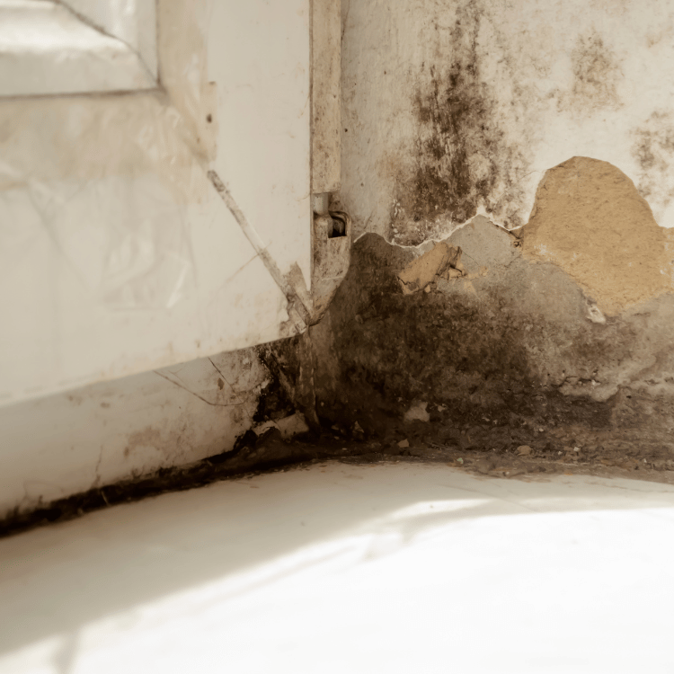 5 Deadly Dangers of Mold You Can't Ignore - KP Restorations